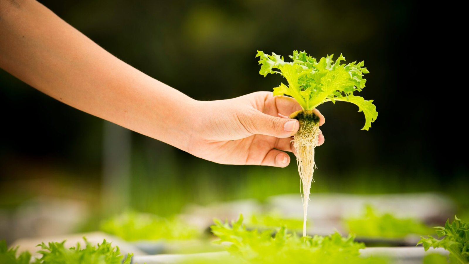 Farmer Registry: 7 Powerful Benefits For Farmers